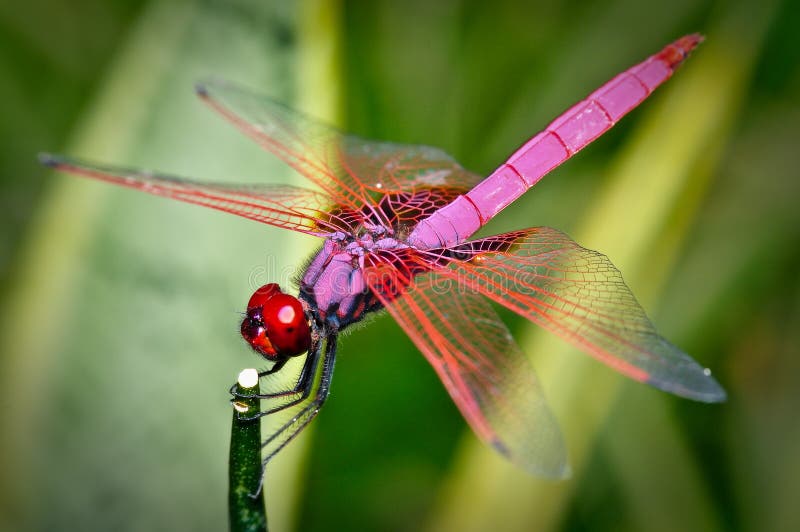 De Libellule Une Fin Rouge Vibrante Vers Le Haut Photo stock - Image du ...