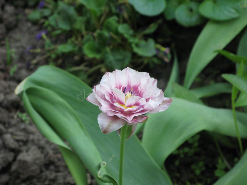 De Lichte Pion-als Bloem Van De Badstoftulp in Een Bloembed Stock Foto ...