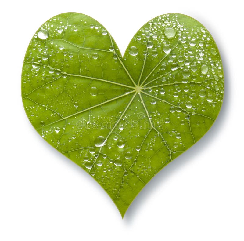 Groen Blad in Vorm Van Hart Stock Afbeelding - Image of begrip, vorm ...