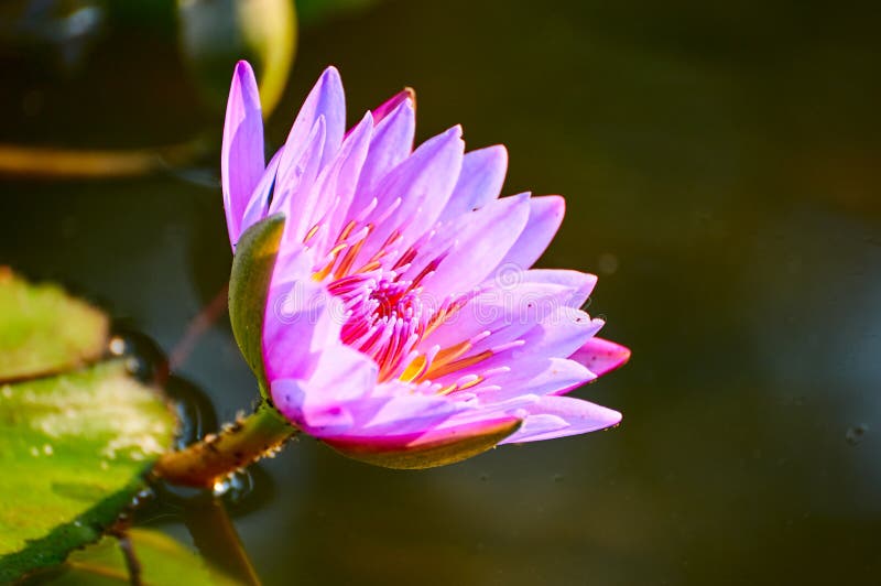 De lotusbloem stock foto. Image of slinger, lelie, mooi - 87908156