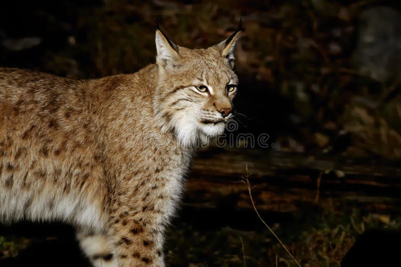 De lynx van de lynx stock afbeelding. Image of bont, spel - 13612995