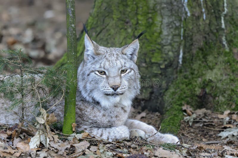 De lynx van de lynx stock afbeelding. Image of rust, pluizig - 24824975