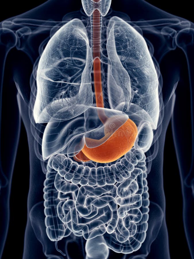 De maag stock illustratie. Illustration of biomedisch - 57504533