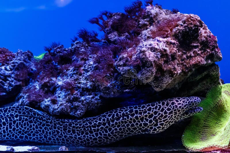 De Macro Reeg Moray Â Gymnothoraxfavagineus Stock Afbeelding - Image of ...