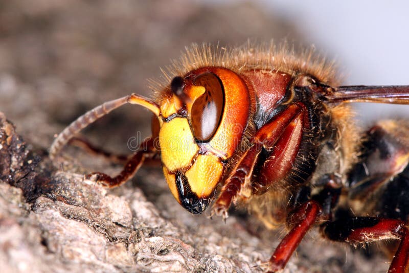 Horzelmacro stock foto. Image of vleugel, insecten, hoorntje - 44658780