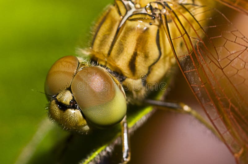 De Macro van de libel stock afbeelding. Image of vleugels - 12115553
