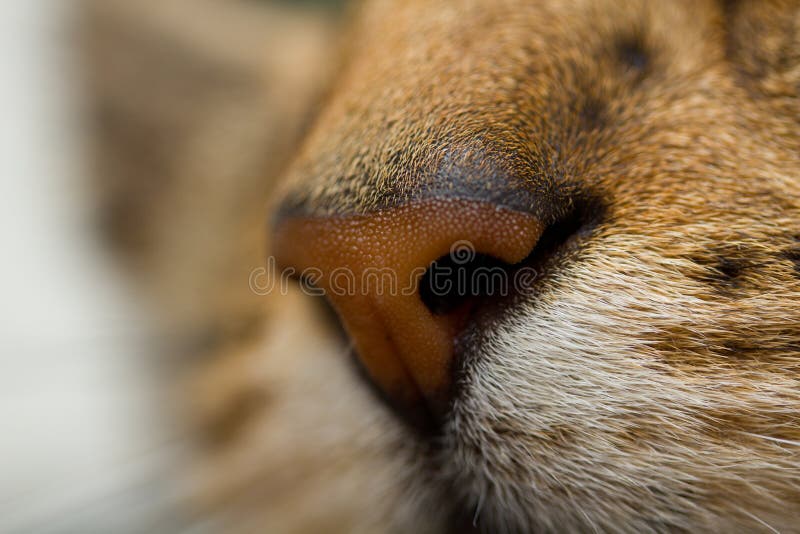 Kattenneus stock afbeelding. Image of neus, sluit, gezicht - 36837661