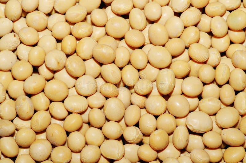 De Macro van de sojaboon stock foto. Image of oosters - 5709764