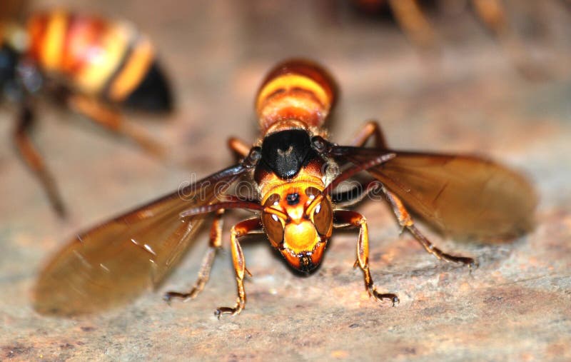 De macro van de wesp stock foto. Image of leven, nesten - 10959488