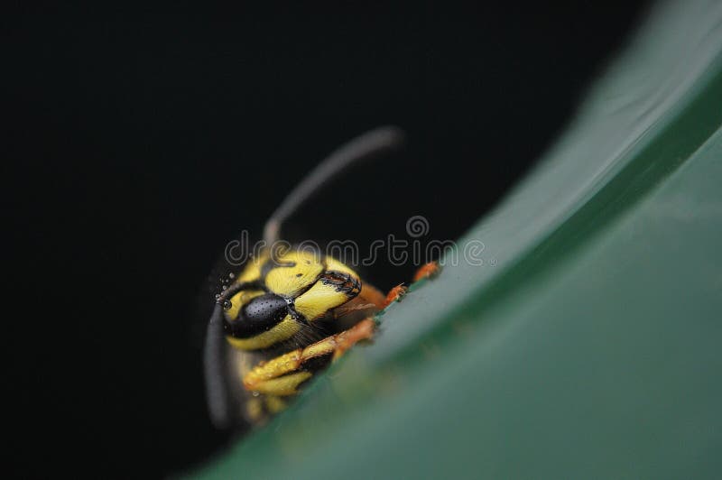 Macro van een bijensteek stock foto. Image of naald - 143462220