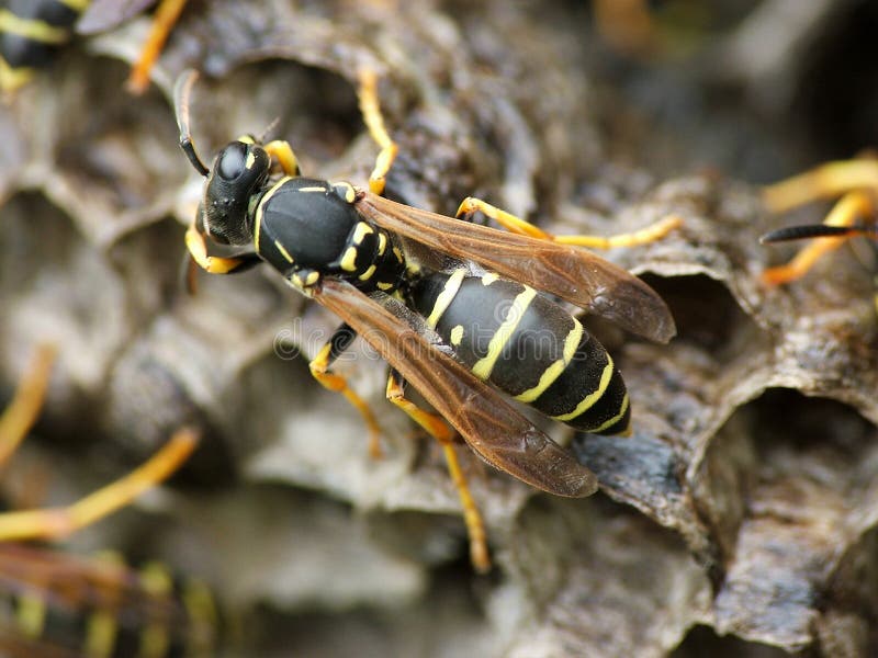 De macro van de wesp stock afbeelding. Image of vleugel - 357369