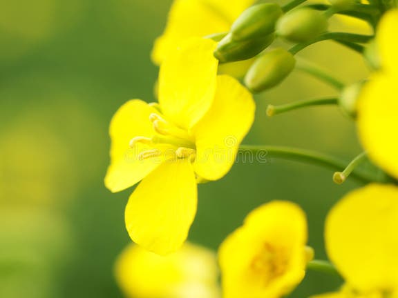 Koolzaad macro stock foto. Image of bloem, canola, levendig - 13831128