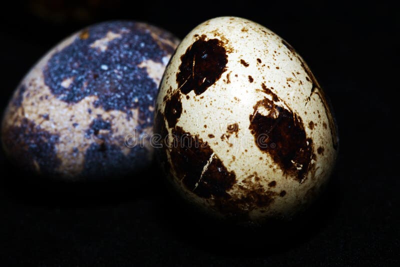 De Macromening Van Het Vogelei Stock Foto - Image of nesten, geïsoleerd ...