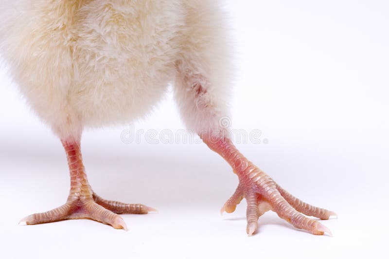 De Magere Benen Van De Vogel Stock Afbeelding - Image of droog, pasen ...