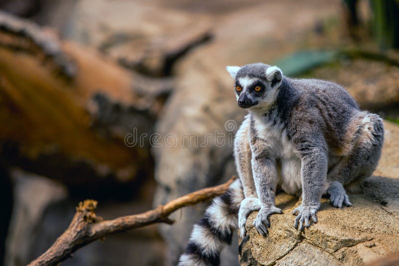 Maki, maki van Madagascar stock foto. Afbeelding bestaande uit tailed ...