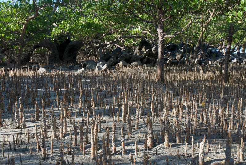 De mangrove van Madagascar stock foto. Image of wortels - 12471794