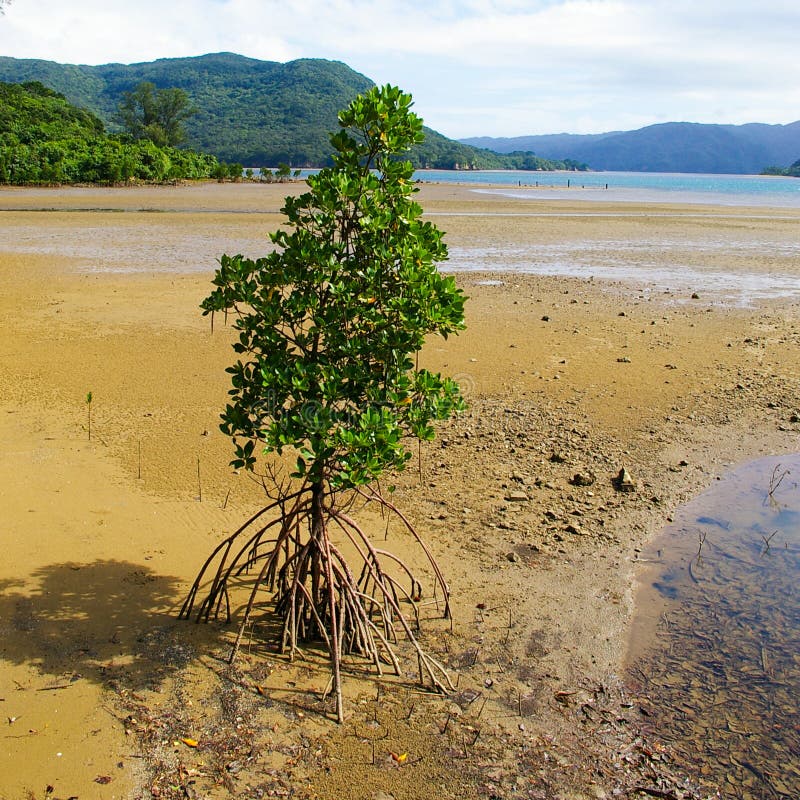 Yaeyama-mangrove (Rhizophora Mucronata) Stock Foto - Image of japan ...
