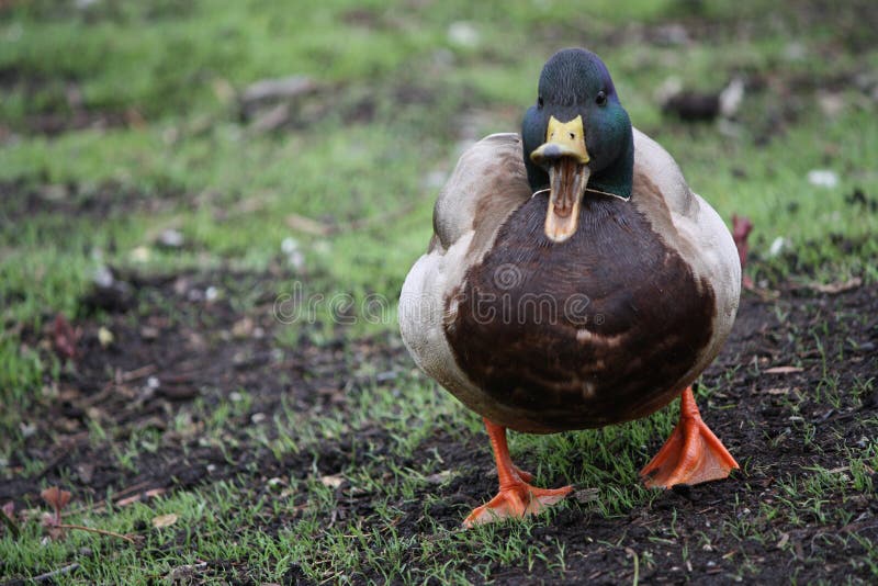 De Mannelijke Eend Van De Wilde Eend Stock Afbeelding - Image of veer ...