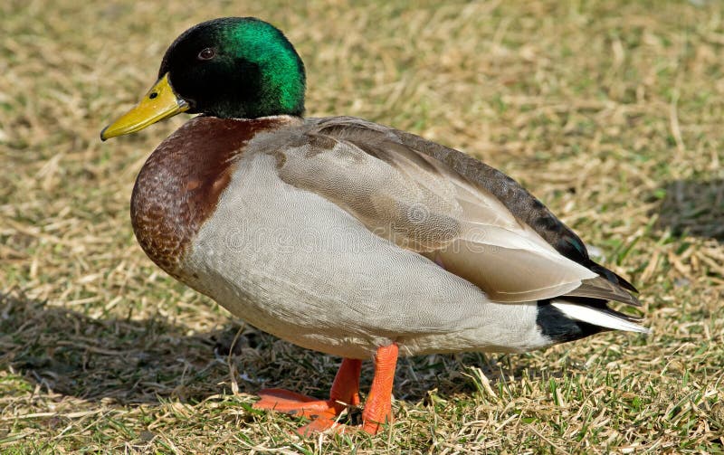 De Mannelijke Eend Van De Wilde Eend Stock Afbeelding - Image of groen ...