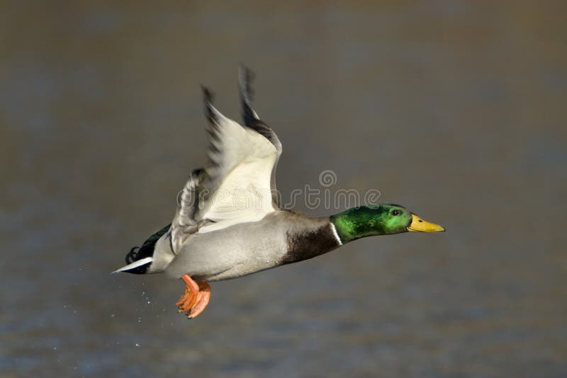 Manlijke Wilde Eend in Vlucht Stock Afbeelding - Image of veer ...