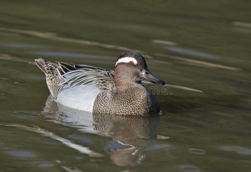 De Mannelijke Eend Van De Zomertaling Stock Foto - Image of zwemmen ...