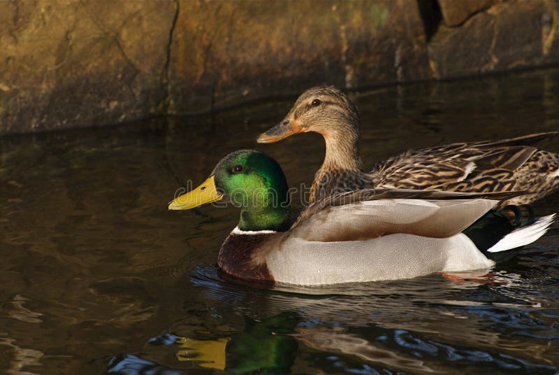 De Mannelijke En Vrouwelijke Eenden Van De Wilde Eend Stock Afbeelding ...
