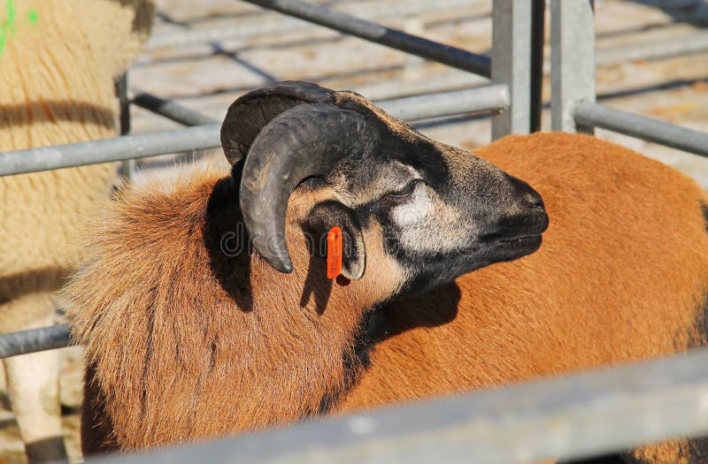 Het Mannetje Van De Schapen Van Kameroen Stock Afbeelding - Afbeelding ...