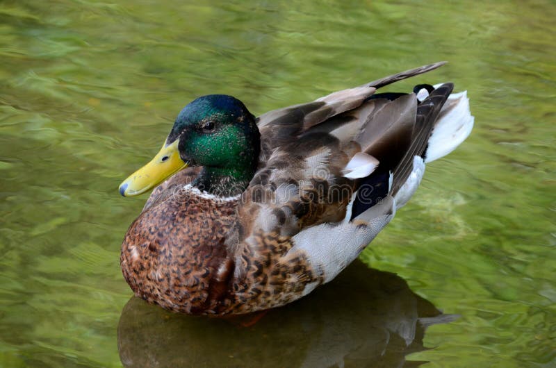 De Mannelijke Wilde Eend Van De Wilde Eendmannetjeseend in Groen Water ...