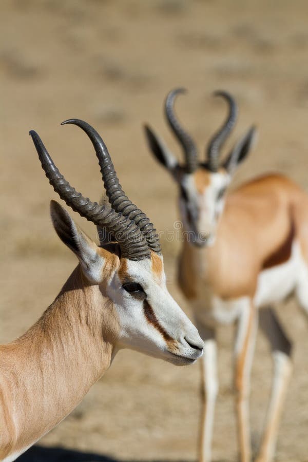 De Krachtmeting Van De Springbok Stock Afbeelding - Image of dier ...