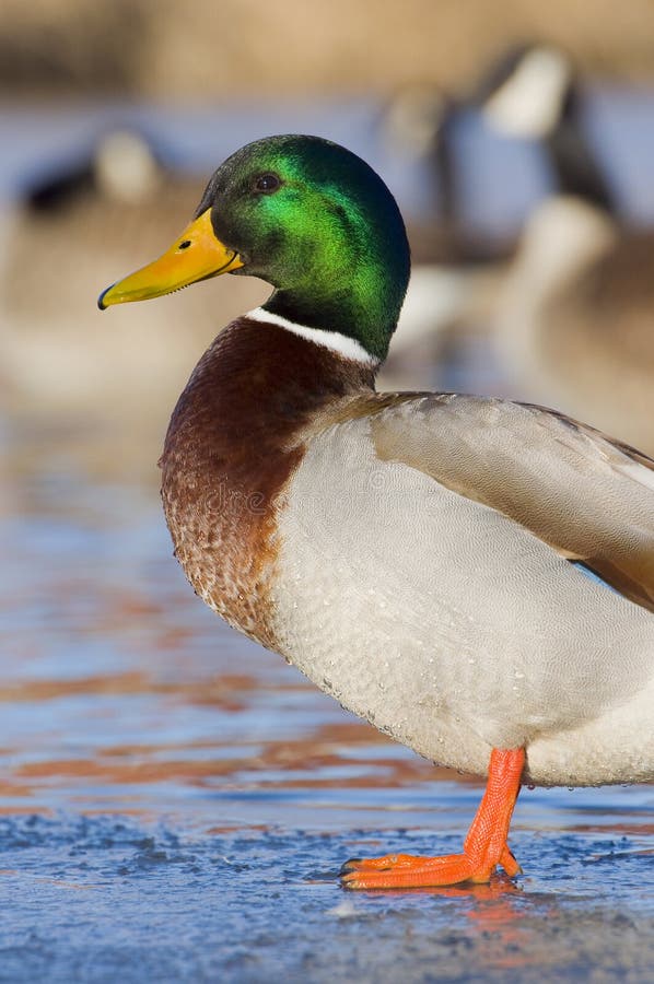 De Mannetjeseend Van De Wilde Eend Op Ijs Stock Afbeelding - Image of ...