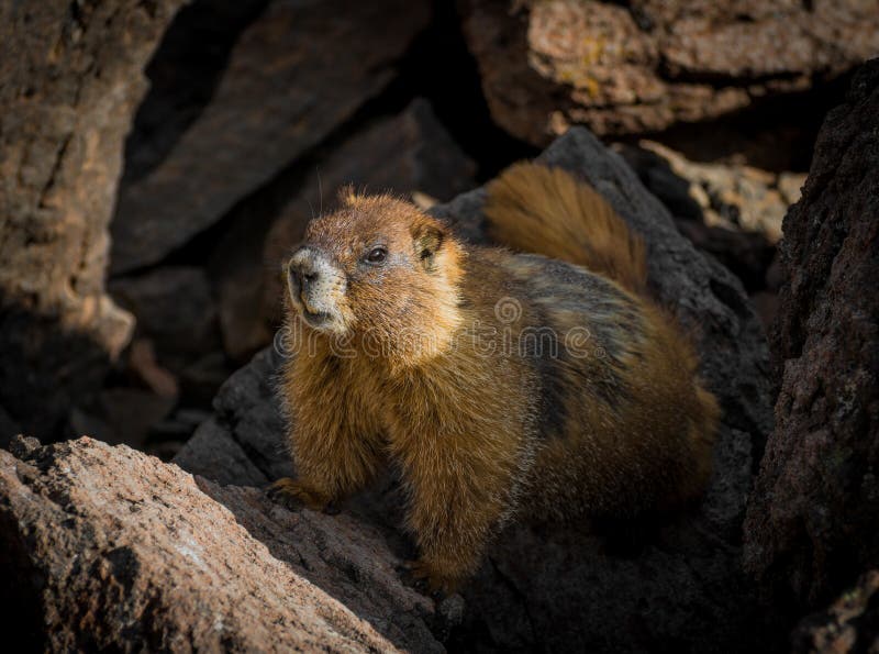Bergmarmot stock foto. Image of nave, corpulent, alpen - 48907520