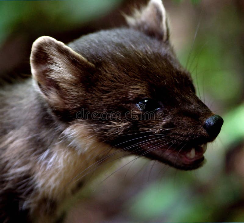 De marter van Baum stock foto. Image of ogen, observeren - 1341954
