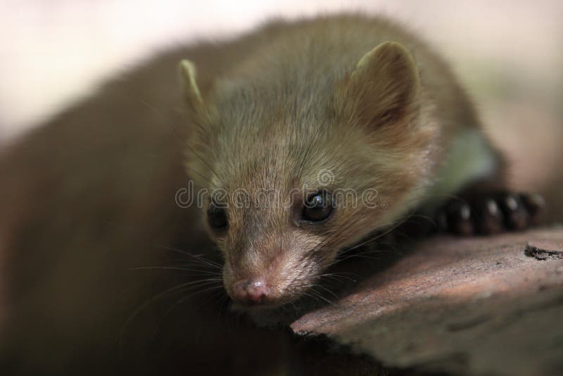 De marter van de beuk stock afbeelding. Image of beuk - 28499919