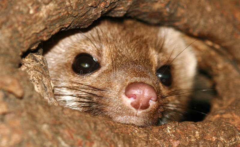 De marter van de pijnboom stock afbeelding. Image of oren - 7086727