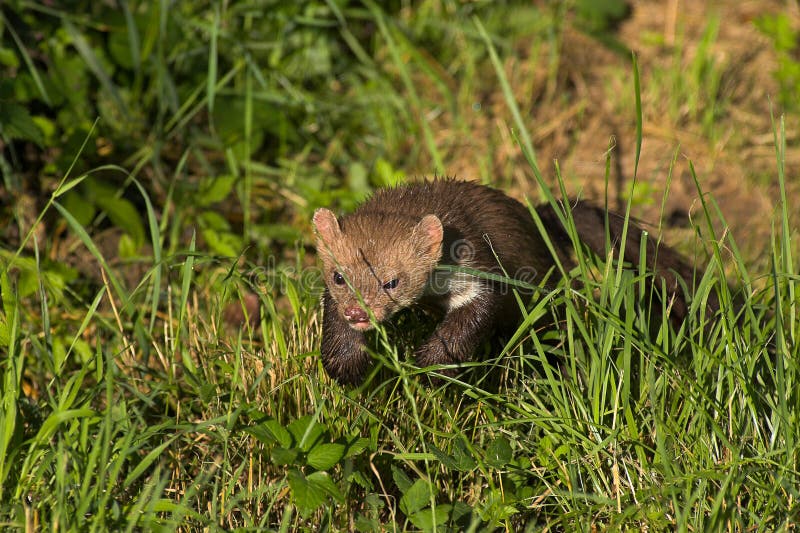 Steenmarter, Martes-foina, Met Duidelijke Groene Achtergrond Beukmarter ...