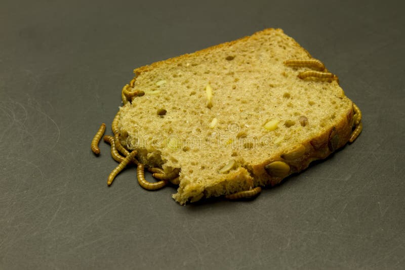 Meelwormen eten brood stock afbeelding. Image of afval - 53065037