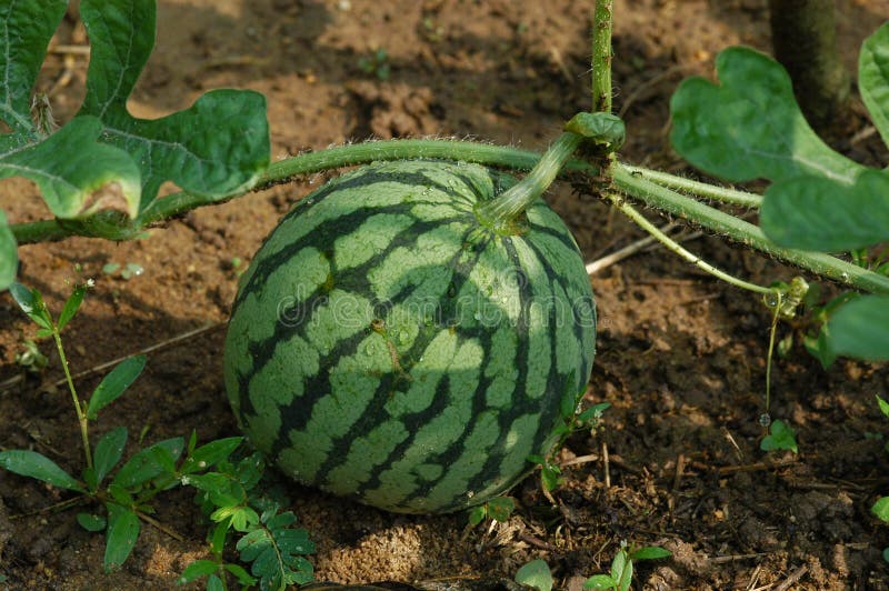 De meloen van het water stock foto. Image of meloen, installatie - 1550864