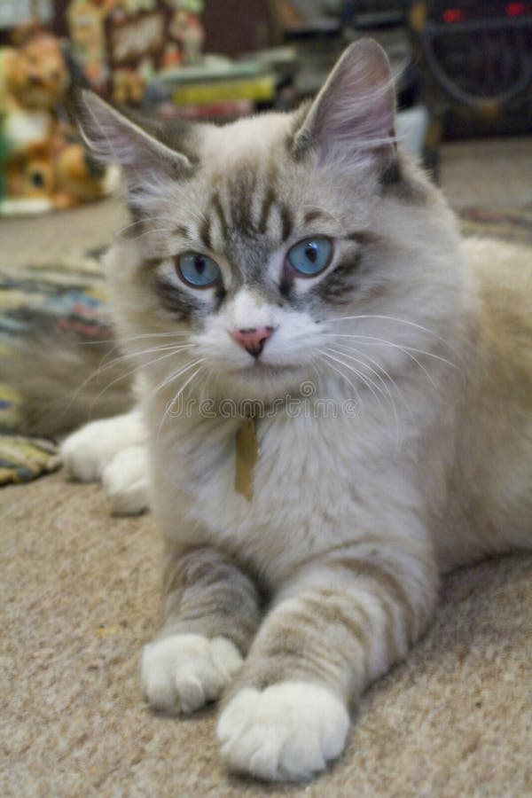 De Mengelingskatje Van Ragdoll Stock Afbeelding - Image of grijs ...