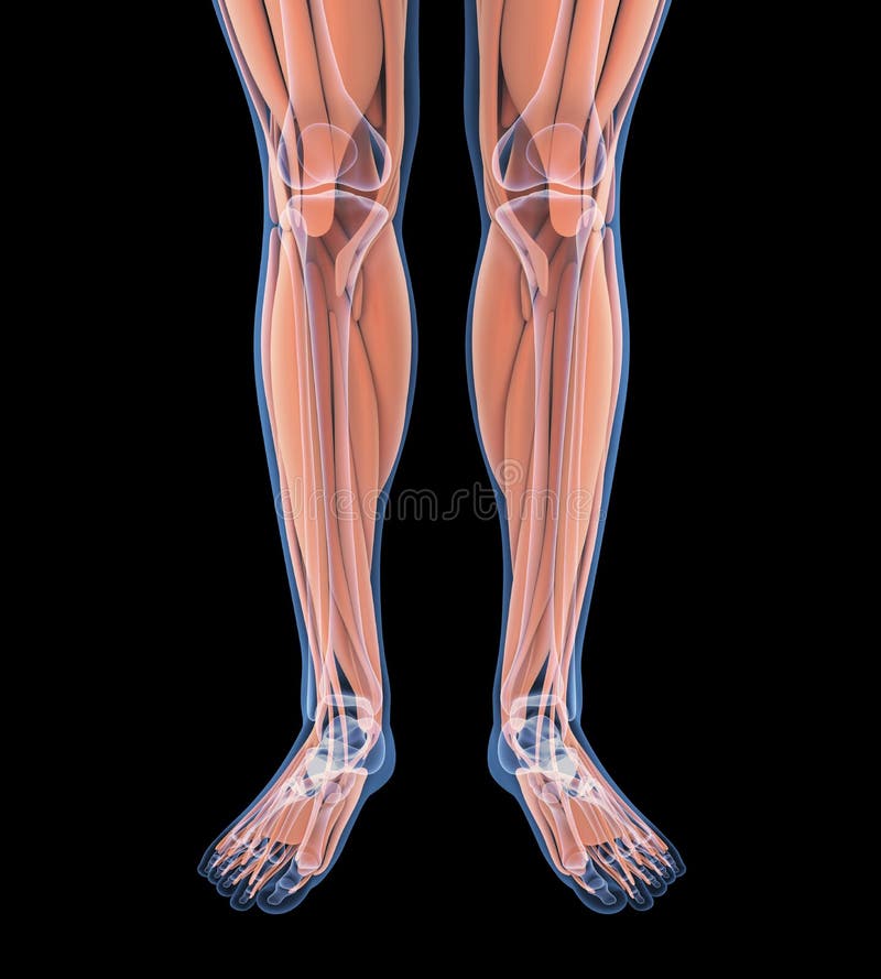 De Menselijke Anatomie Van Beenspieren Stock Illustratie - Illustration ...