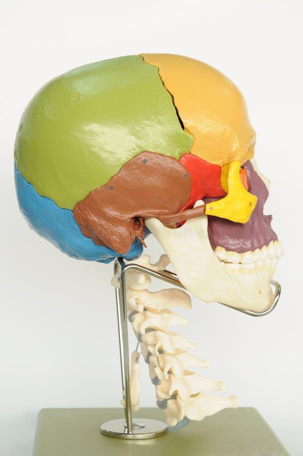 Schedel, Menselijke Anatomie Stock Afbeelding - Image of vlag, kaak ...