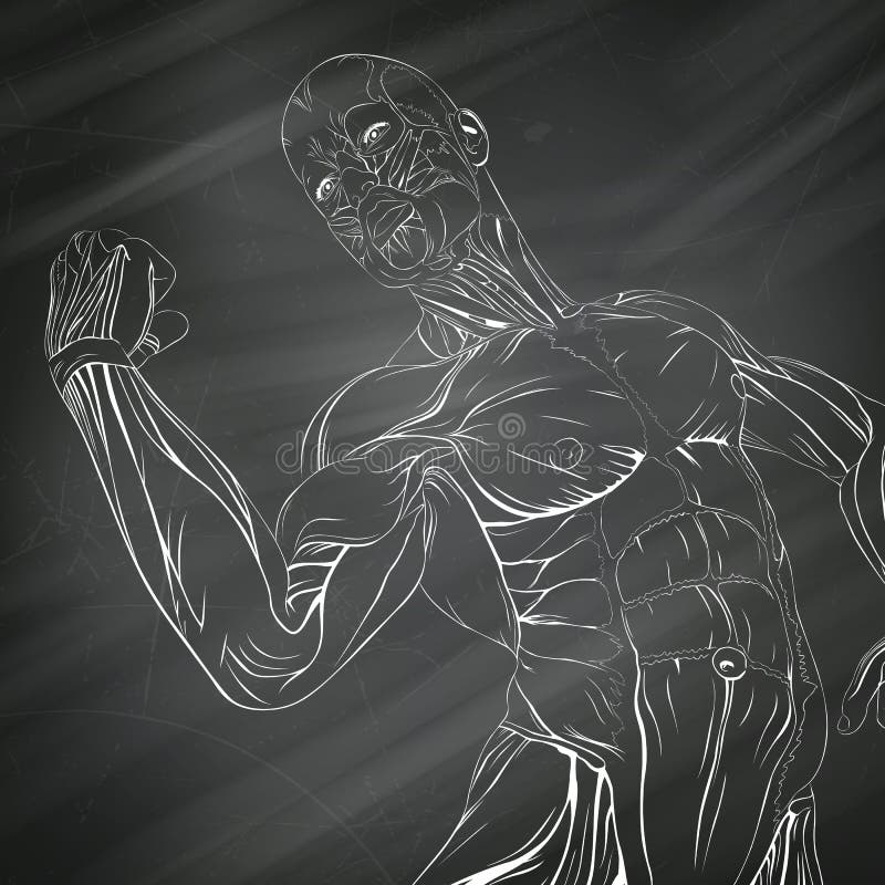 De Menselijke Anatomie Van De Spier Stock Illustratie - Illustration of ...