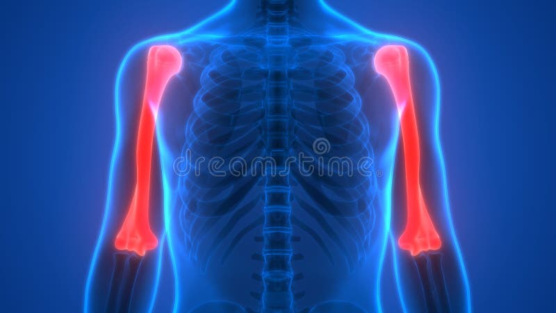 Anatomie van opperarmbeen vector illustratie. Illustratie bestaande uit ...