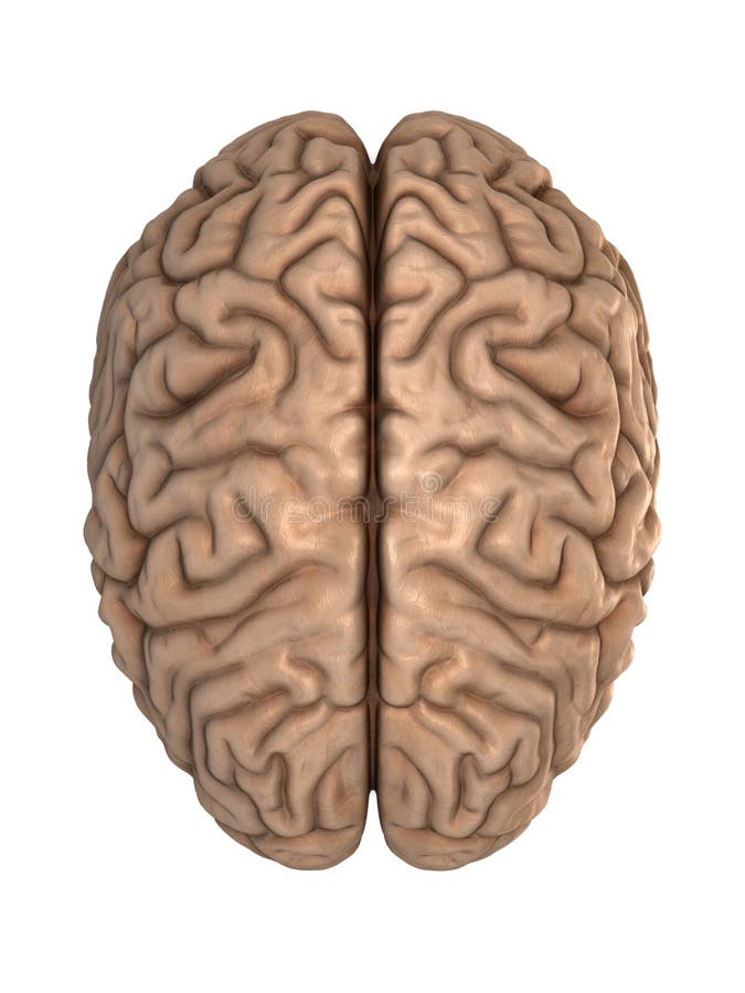 De menselijke hersenen stock illustratie. Illustration of psychologie ...