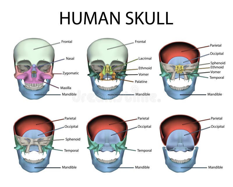 Onderdelen Van De Menselijke Mannelijke Schedel Stock Illustratie ...