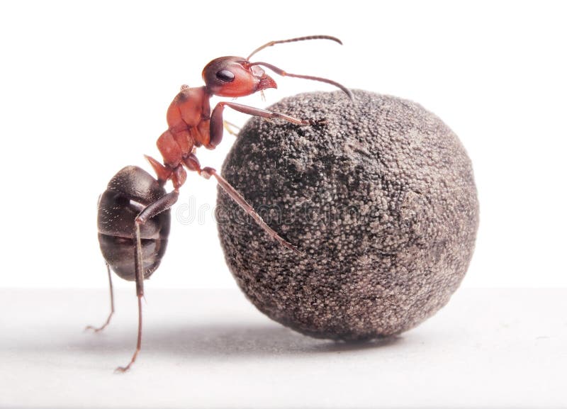 Mier Die Een Zware Steen Draagt Stock Afbeelding - Image of draag ...