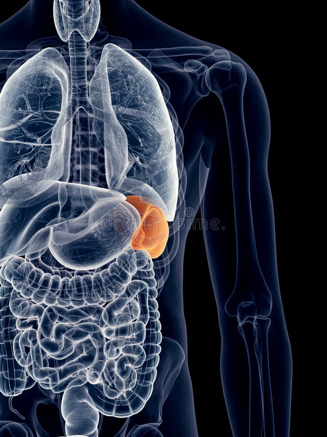 De Milt stock illustratie. Illustration of straal, anatomie - 57504515