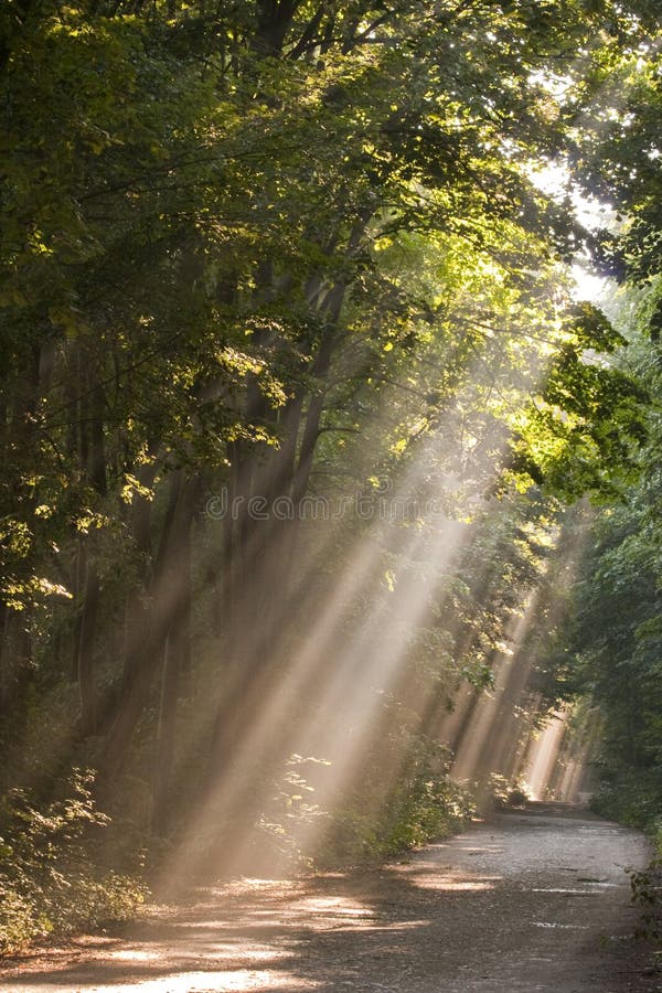 De mist van de zon in bos stock foto. Image of zonsopgang - 14956372