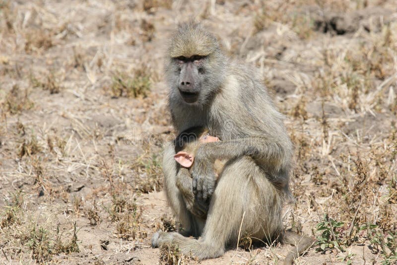 De Moeder En De Baby Van De Baviaan Stock Afbeelding - Image of ...