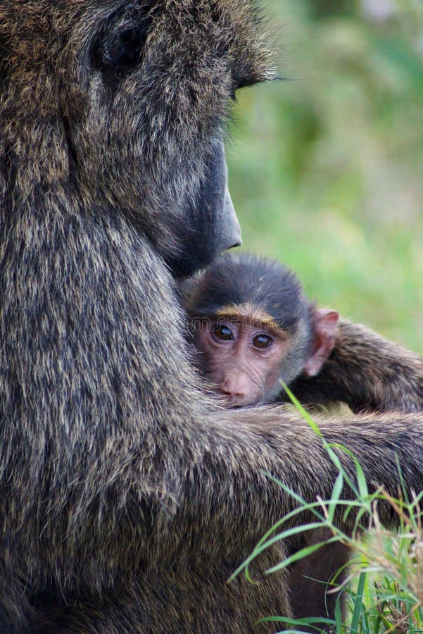 De Moeder En De Baby Van De Baviaan Stock Foto - Image of baby ...