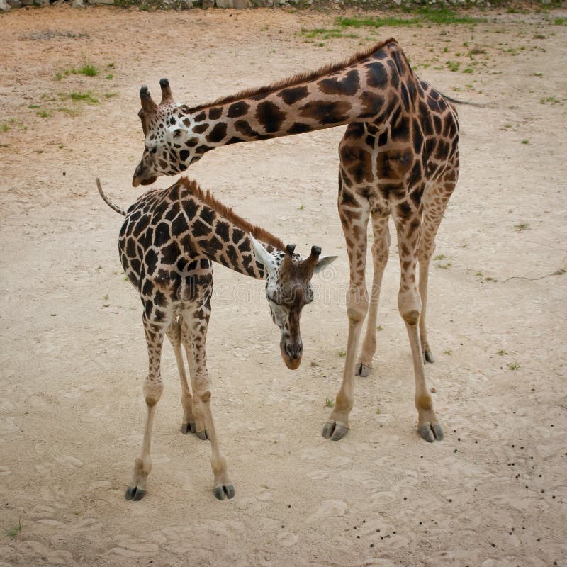 De Moeder En De Baby Van De Giraf Stock Afbeelding - Image of twee ...